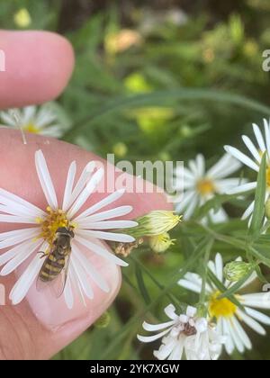 Long-tailed Aphideater Complex (Eupeodes americanus Stock Photo - Alamy