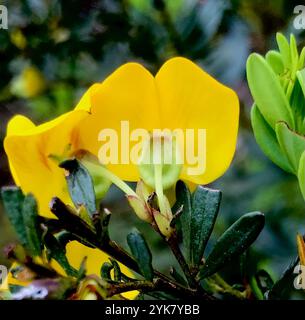 Vlei Honeybush (Cyclopia subternata Stock Photo - Alamy