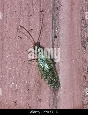 Angular Brunette Lacewing (Micromus angulatus Stock Photo - Alamy