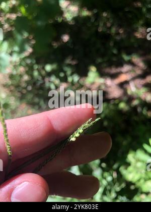 bull crowngrass (Paspalum boscianum Stock Photo - Alamy