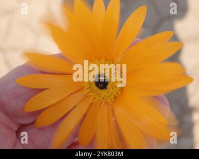 Karoo African Daisy (Arctotis leiocarpa Stock Photo - Alamy