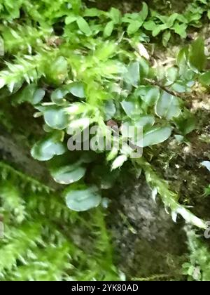 Long-beaked Thyme-moss (Plagiomnium rostratum Stock Photo - Alamy