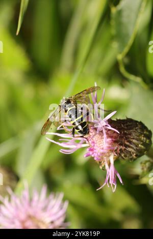 Yellow-sided Clover-sawfly (Tenthredo notha Stock Photo - Alamy