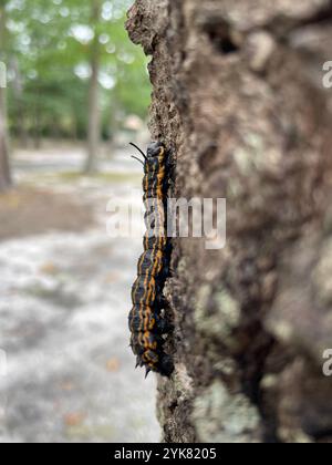 Orange-tipped Oakworm Moth (Anisota senatoria) Insecta Stock Photo - Alamy