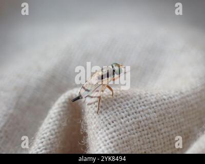 Knapweed Gall Fly (Urophora affinis Stock Photo - Alamy