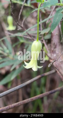 Common Apple-berry (Billardiera mutabilis Stock Photo - Alamy