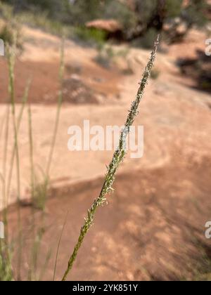 Sand Dropseed (Sporobolus cryptandrus Stock Photo - Alamy