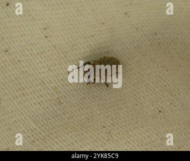 Lesser Knapweed Flower Weevil (Larinus minutus Stock Photo - Alamy