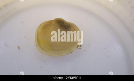 Swamp Fingernailclam (Musculium partumeium Stock Photo - Alamy