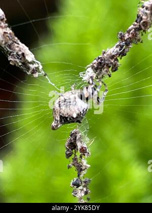 Humped Trashline Orbweaver (Cyclosa turbinata Stock Photo - Alamy