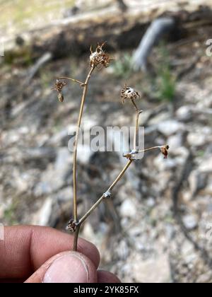 White Mountain Ragwort (Packera cynthioides Stock Photo - Alamy