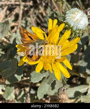 Oregon Gumplant (Grindelia stricta Stock Photo - Alamy