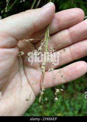 White Woodrush (Luzula luzuloides Stock Photo - Alamy