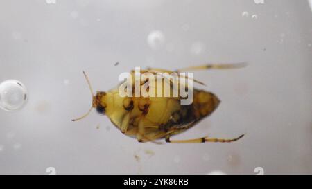 Toothless Crawling Water Beetle (Peltodytes edentulus Stock Photo - Alamy
