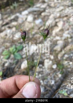 southwestern cosmos (Cosmos parviflorus Stock Photo - Alamy