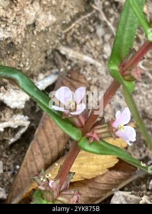 Scarlet Toothcup (Ammannia coccinea Stock Photo - Alamy