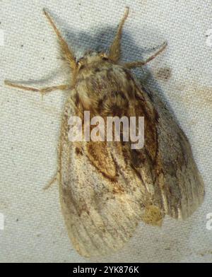 Oval-based Prominent (Peridea basitriens Stock Photo - Alamy