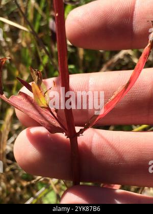 large canadian st. john's-wort (Hypericum majus Stock Photo - Alamy