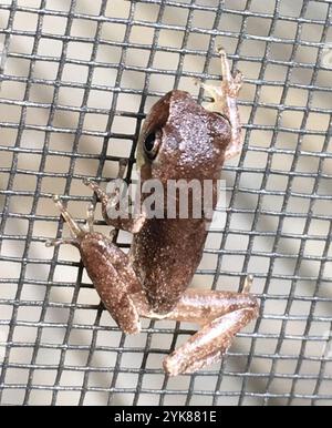 Pine Woods Tree Frog (Hyla femoralis Stock Photo - Alamy