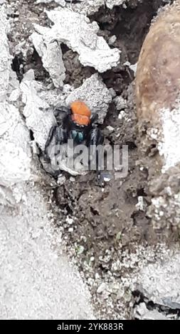 Apache Jumping Spider (Phidippus apacheanus Stock Photo - Alamy