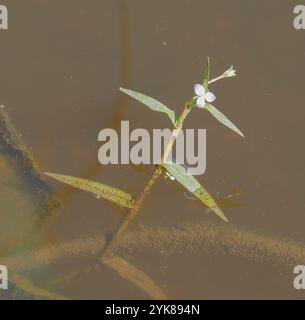 marsh dewflower (Murdannia keisak Stock Photo - Alamy