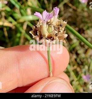 Proliferous Pink - Petrorhagia prolifera Stock Photo - Alamy
