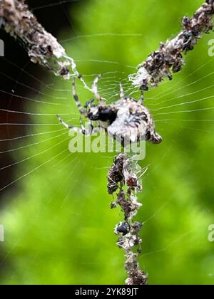 Humped Trashline Orbweaver (Cyclosa turbinata) Arachnida Stock Photo ...