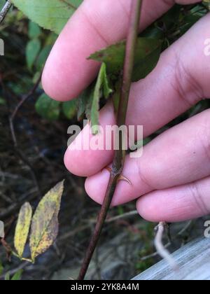 swamp rose (Rosa palustris Stock Photo - Alamy