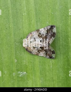 Black planthopper (Ricania speculum Stock Photo - Alamy