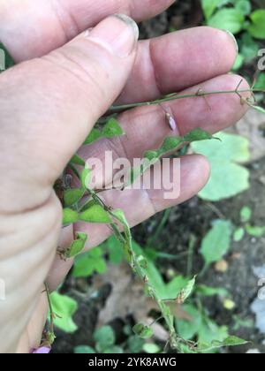 perplexed tick-trefoil (Desmodium perplexum) Plantae Stock Photo - Alamy