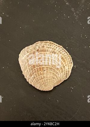 Cross-barred Venus (Chione elevata Stock Photo - Alamy