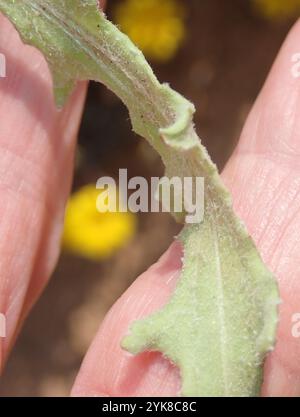 Karoo African Daisy (Arctotis leiocarpa Stock Photo - Alamy