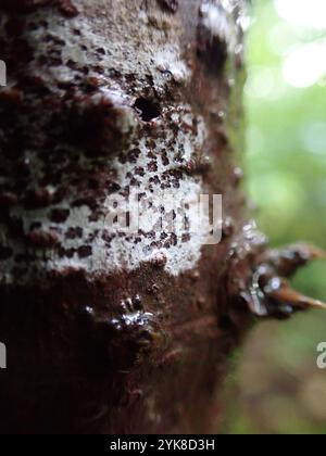 Asterisk Lichen (Arthonia radiata Stock Photo - Alamy