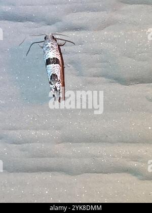 Sunflower Bud Moth (Suleima helianthana Stock Photo - Alamy