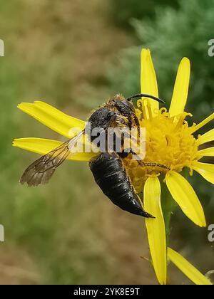 Sharptail Bees (Coelioxys Stock Photo - Alamy