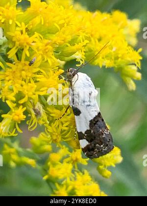 Exposed Bird Dropping Moth (Tarache aprica Stock Photo - Alamy