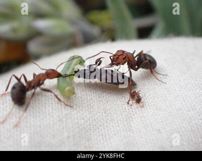 integra-group Field and Mound Ants (Formica integra Stock Photo - Alamy