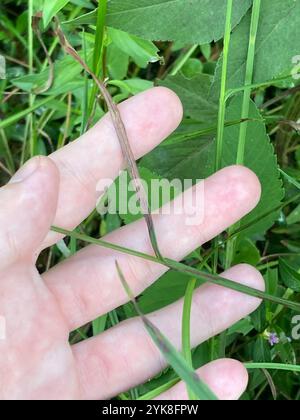 Low Nutrush (Scleria verticillata Stock Photo - Alamy