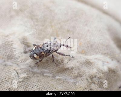 Pine Weevils (Pissodes Stock Photo - Alamy