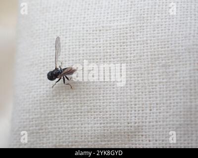 Big-headed Flies (Pipunculidae Stock Photo - Alamy