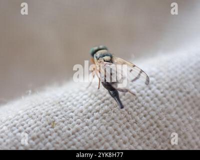 Knapweed Gall Fly (Urophora affinis Stock Photo - Alamy