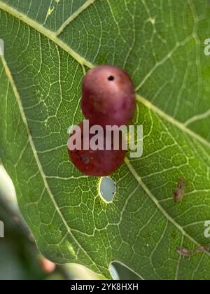 Pea Gall Wasp (Cynips divisa Stock Photo - Alamy