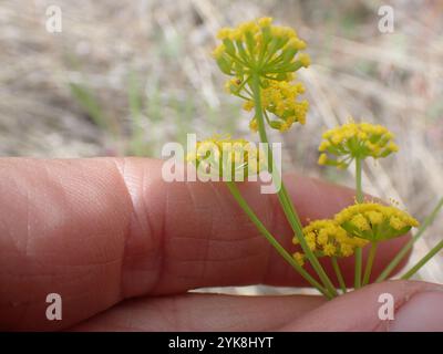 Wyeth Biscuitroot (Lomatium ambiguum Stock Photo - Alamy