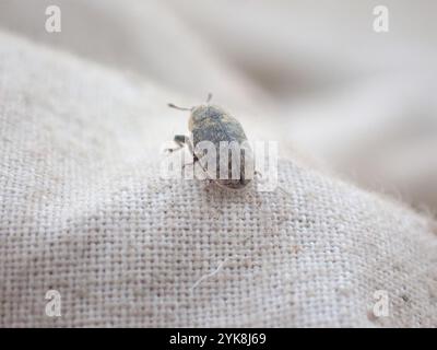 Lesser Knapweed Flower Weevil (Larinus minutus Stock Photo - Alamy