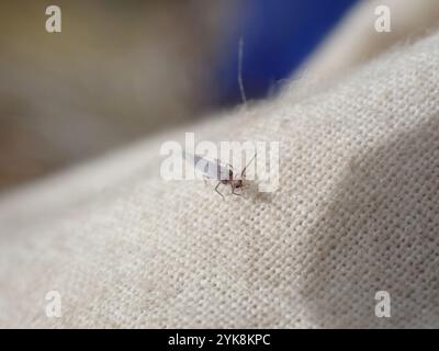 Dusty-winged Lacewings (Coniopterygidae Stock Photo - Alamy