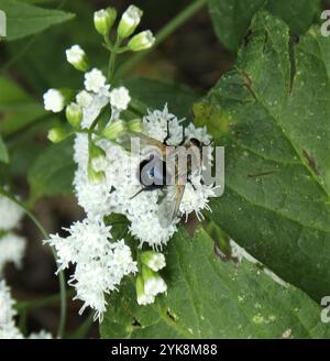 Hornworm Tachinid Fly (Archytas apicifer), Insecta, Canyon Ridge Dr ...