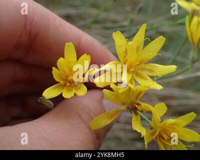 Slender Hawksbeard (Crepis atribarba Stock Photo - Alamy
