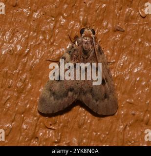 Pink-masked Pyralid Moth (Aglossa disciferalis Stock Photo - Alamy