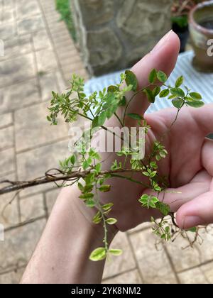 leaf-flower family (Phyllanthaceae Stock Photo - Alamy