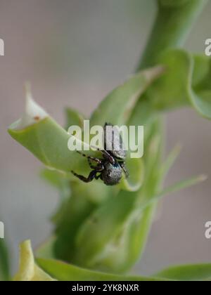 Leaf-beetle Jumping Spiders (Sassacus Stock Photo - Alamy